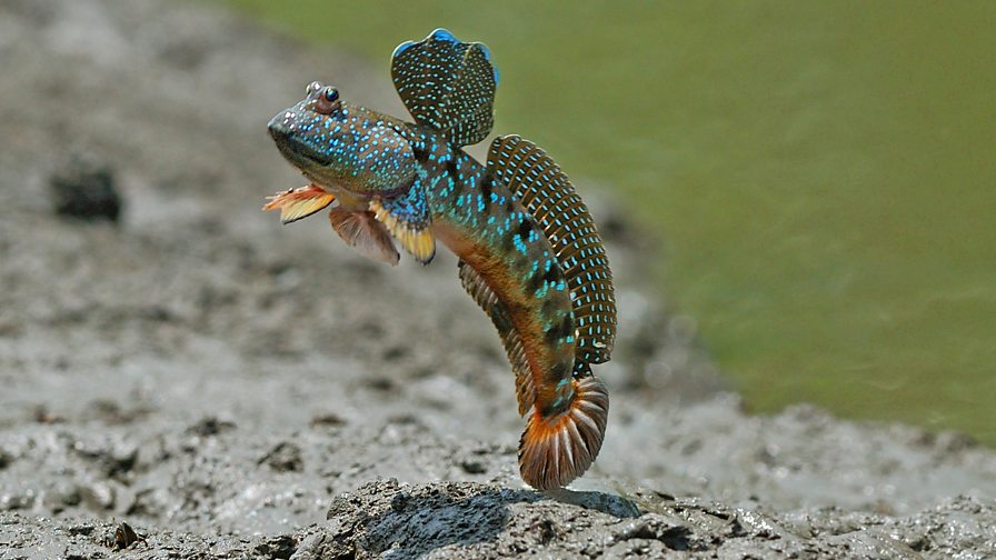 BBC One - Nature's Greatest Dancers - Great blue spotted mudskipper