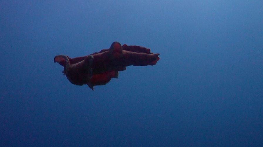 BBC One - Nature's Greatest Dancers, The Dance for Love, Mudskipper ...