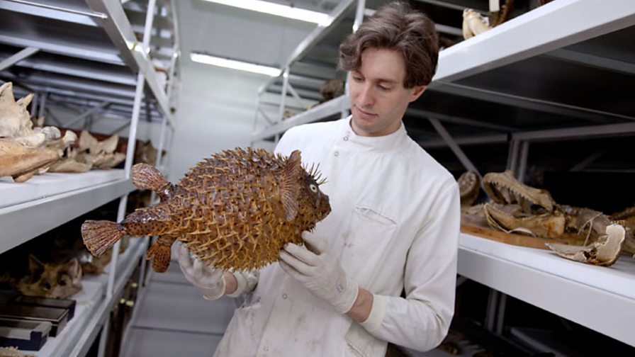 BBC Radio 4 - Natural Histories, Burbot