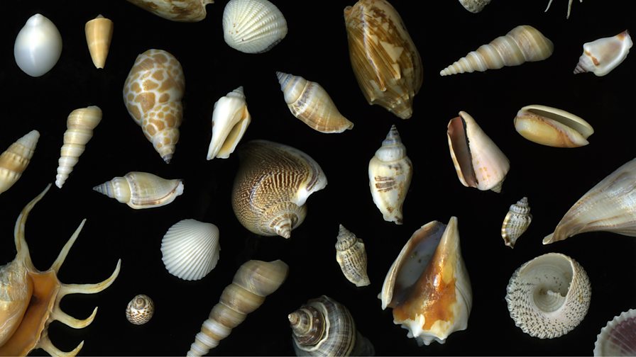 BBC Radio 4 - Book of the Week, Spirals in Time: The Secret Life and ...