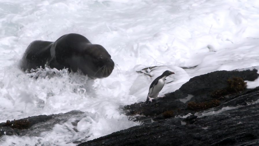 BBC Two - Patagonia: Earth's Secret Paradise