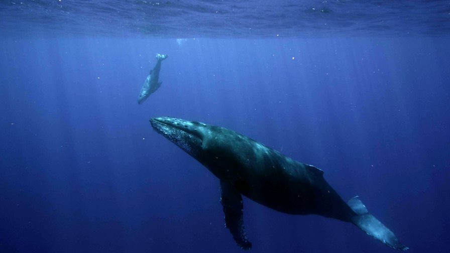 BBC Radio 4 - Natural Histories, Whales