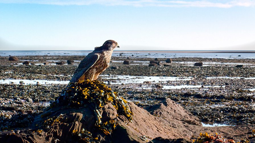 BBC One - The Hunt, Race Against Time (Coasts), Timing is Everything ...