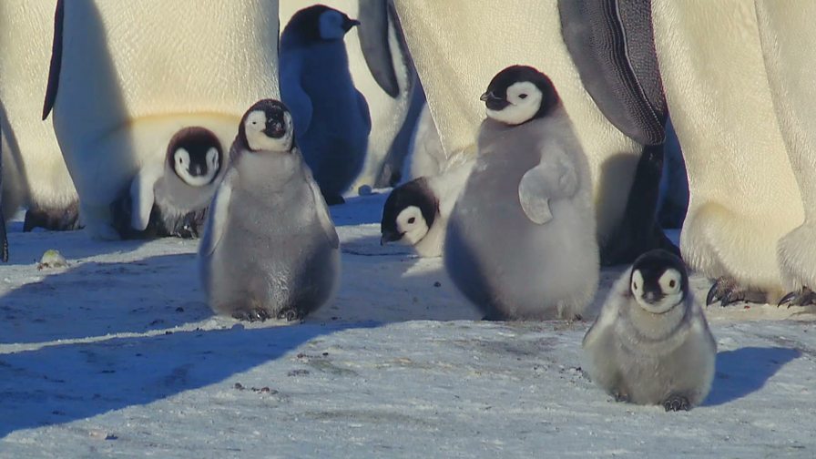 BBC One - Snow Chick - A Penguin's Tale