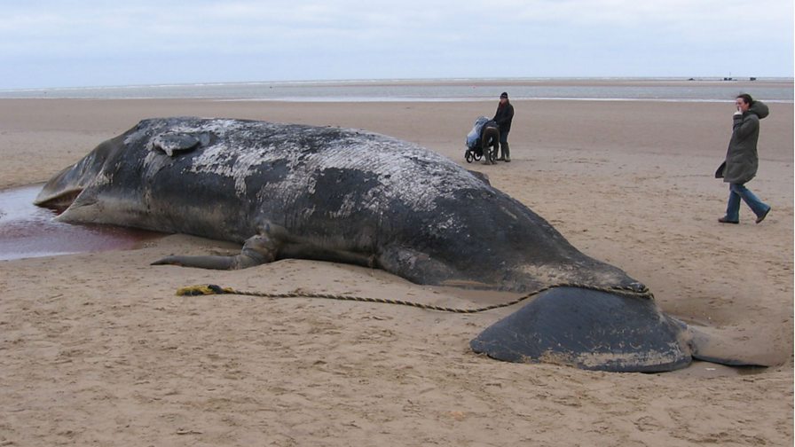 BBC Radio 5 Live - 5 Live In Short, Why are whales beaching around Britain?