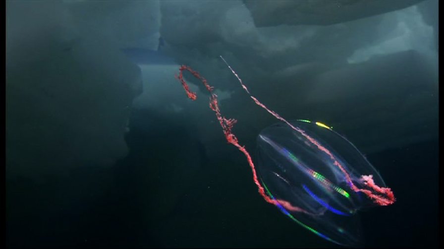 BBC One - Frozen Planet