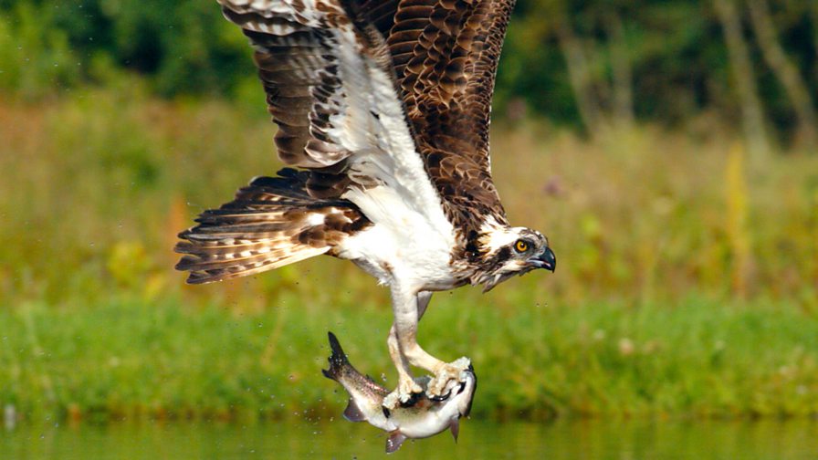 BBC One - Highlands - Scotland's Wild Heart