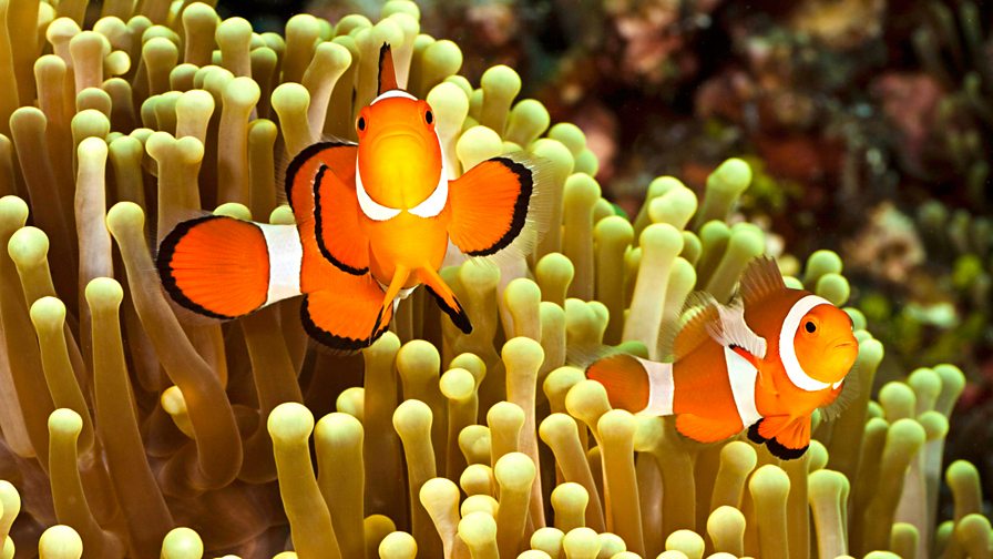 BBC Two - Natural World