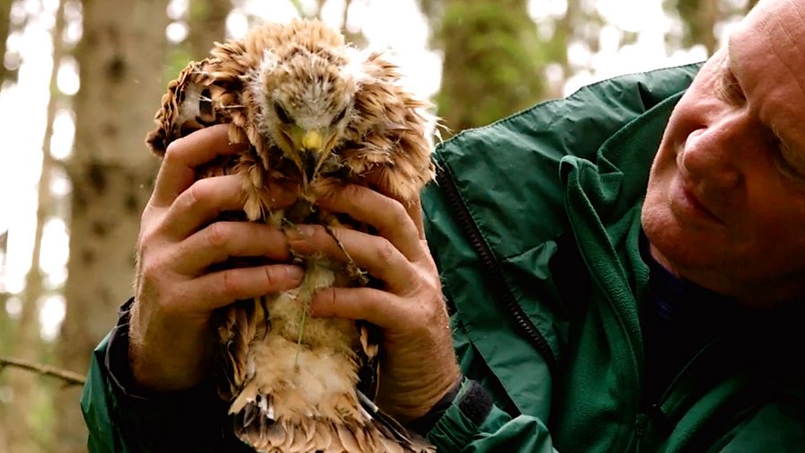 BBC One - Highlands - Scotland's Wild Heart, Highlanders, Extinct for ...