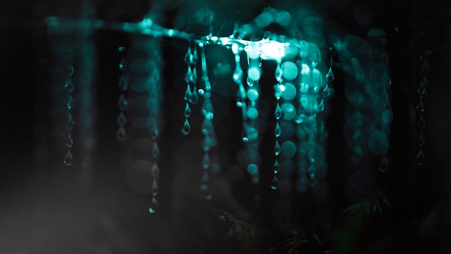 BBC Two - New Zealand: Earth's Mythical Islands - Forest penguins