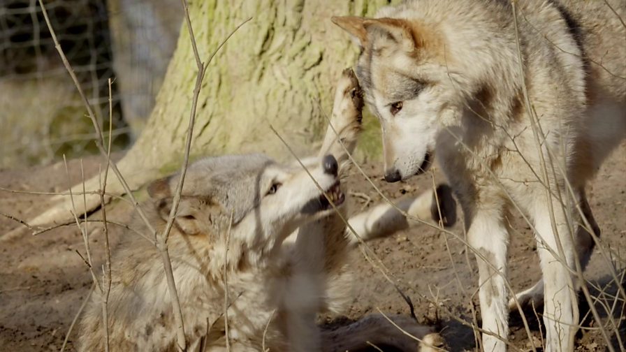 BBC One - Ingenious Animals, Relationships, How to speak big cat