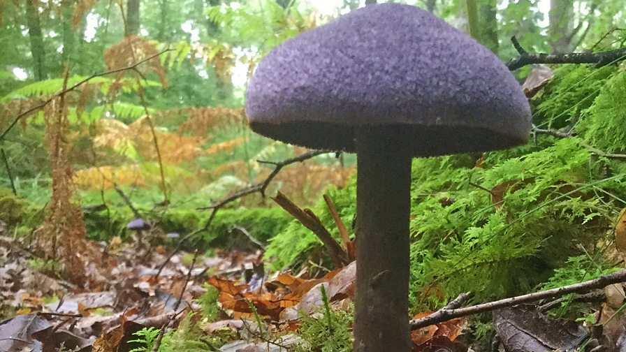 BBC Radio 4 - Radio 4 in Four - The Perils of Mushrooms