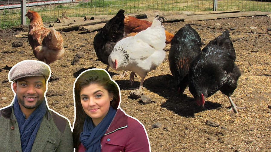 CBeebies Radio - Down On The Farm, Autumn