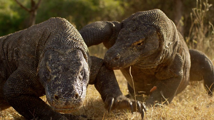 BBC One - Planet Earth II, Islands, Hatchling marine iguana chased by ...