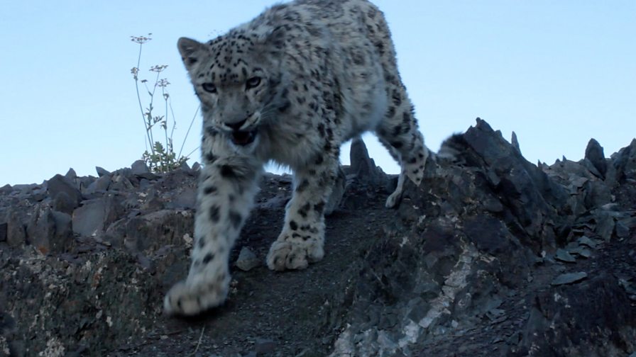 BBC One - Planet Earth II - Snow leopard tracking