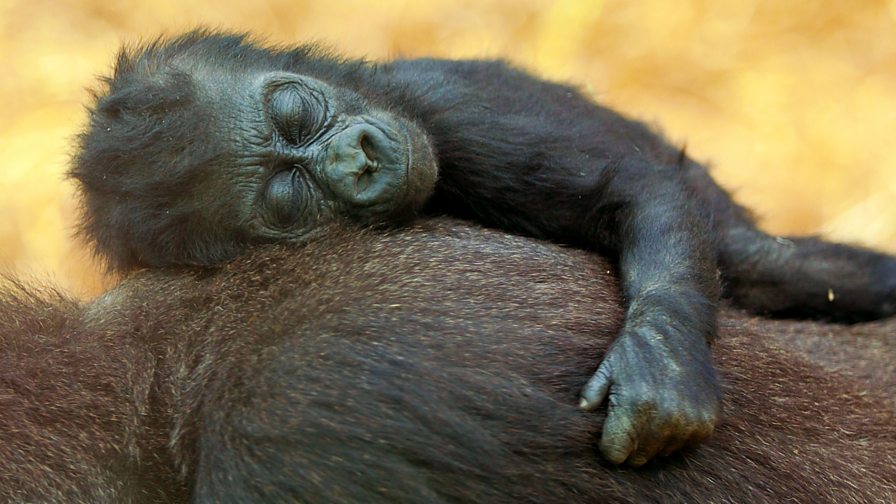 CBeebies - Andy's Baby Animals - Episode guide