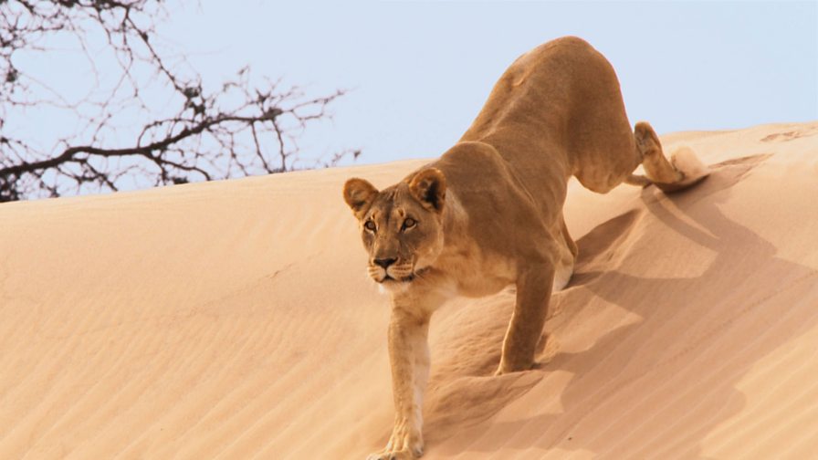 BBC One - Planet Earth II - Episode guide
