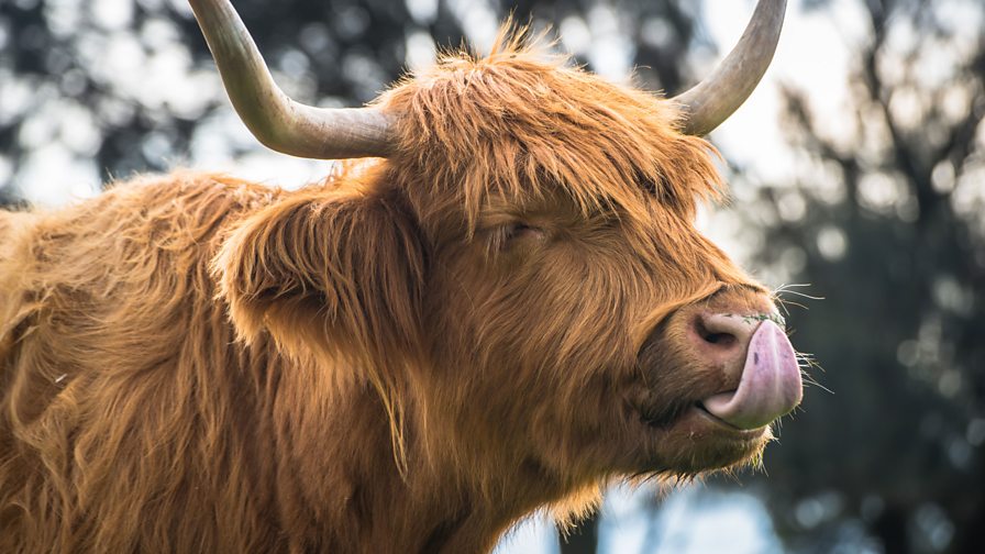 BBC Radio 4 - Radio 4 in Four - Nine udderly fascinating facts about cows