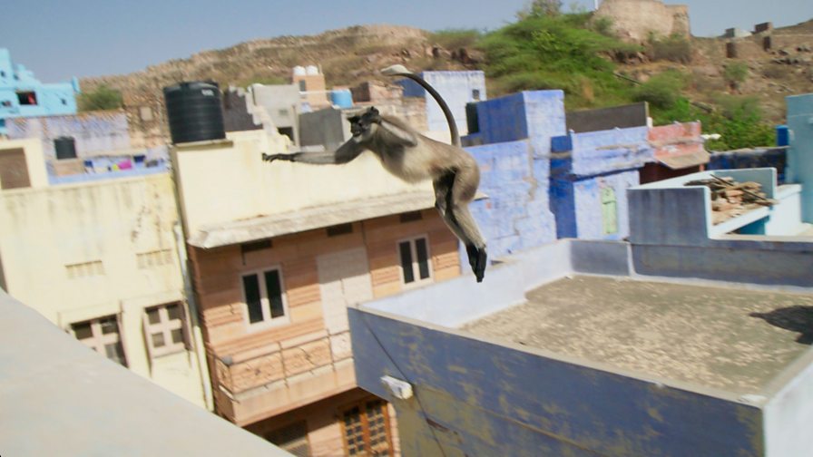 BBC One - Planet Earth II