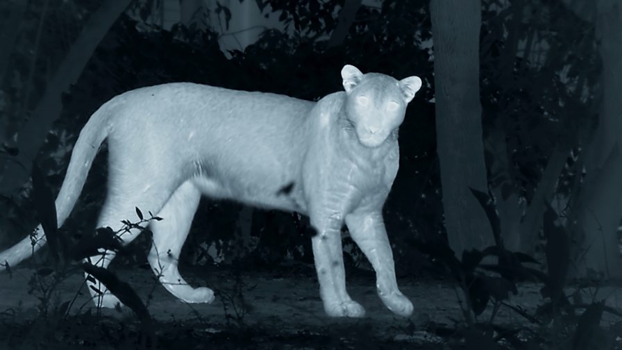 BBC One - Planet Earth II