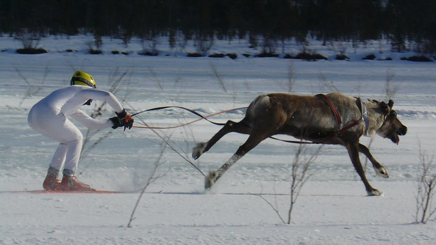 BBC World Service - The Documentary, Burn Slush! The Reindeer Grand Prix