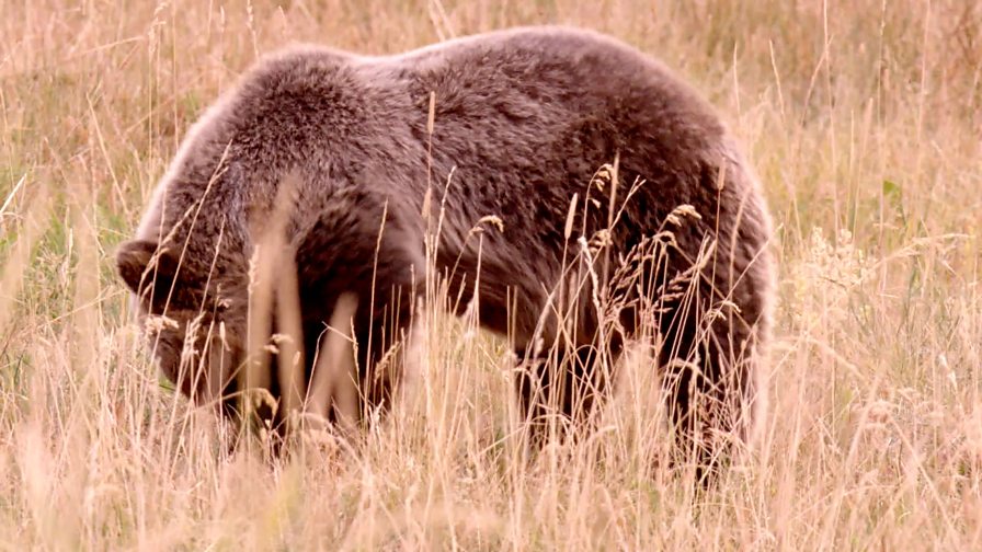 BBC Two - Yellowstone: Wildest Winter to Blazing Summer