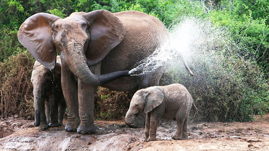 CBeebies - Andy's Baby Animals - Episode guide