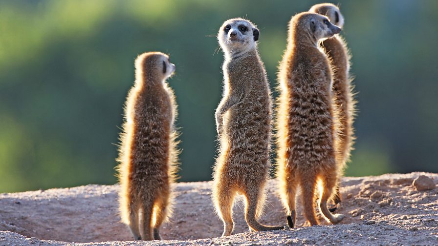 CBeebies - Andy's Baby Animals - Episode guide