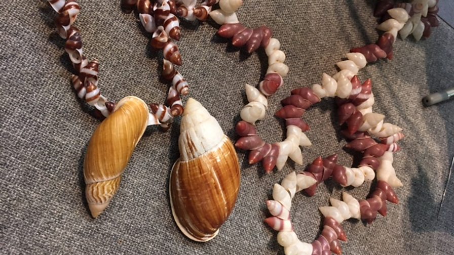 BBC Radio 4 - The Life Scientific, Ann Clarke on The Frozen Ark