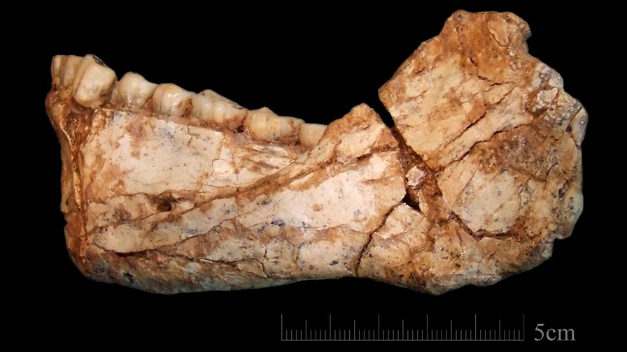 BBC World Service - Science In Action, Oldest Homo Sapiens Found