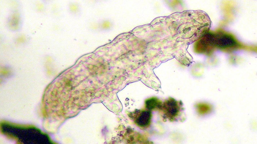 BBC Radio 4 - Natural Histories, Tardigrade