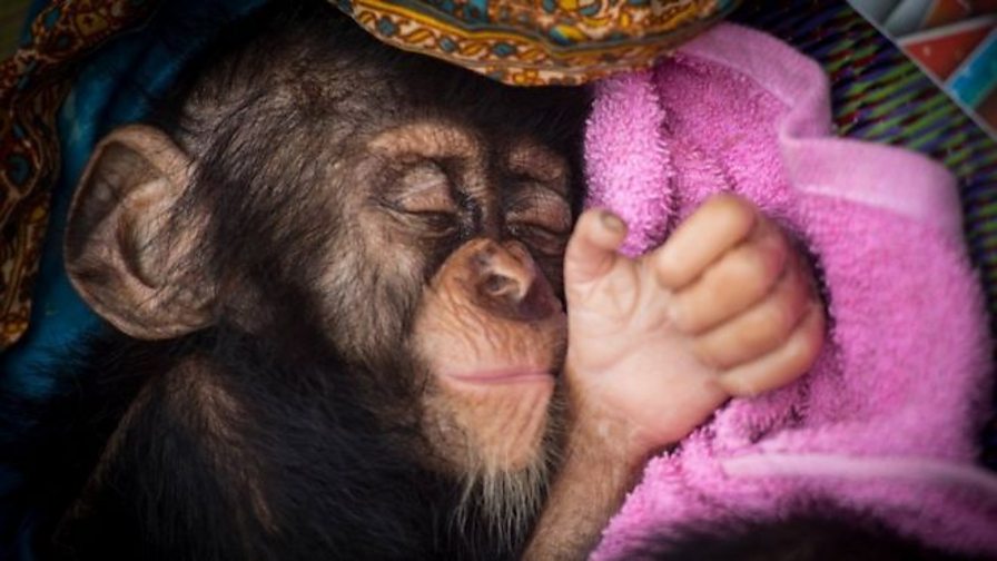 BBC News - BBC News at Ten, Baby Chimp rescued from traffickers dies