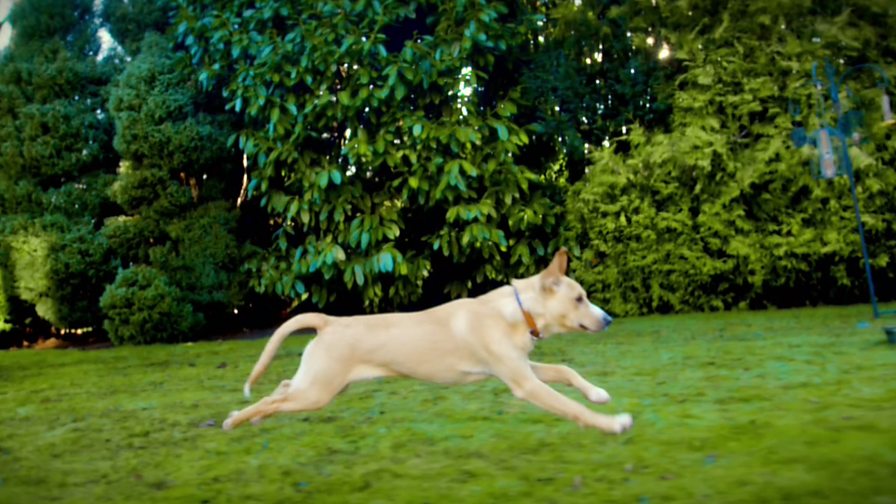 BBC Two - 10 Puppies and Us