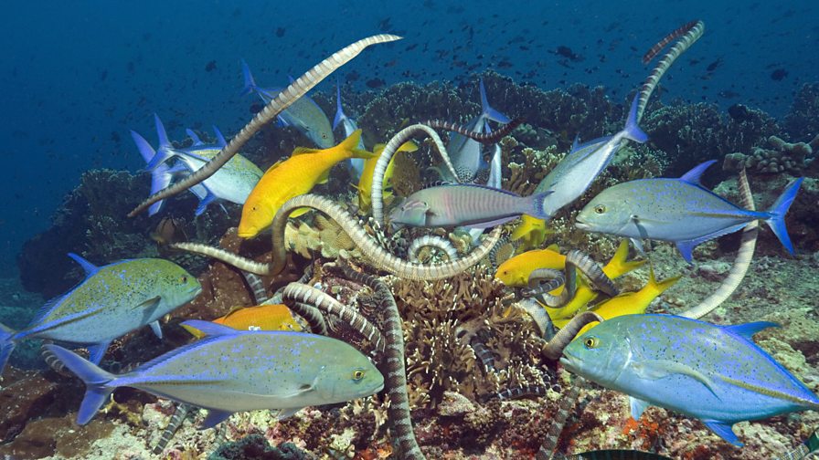 BBC One - Planet Earth - Available now