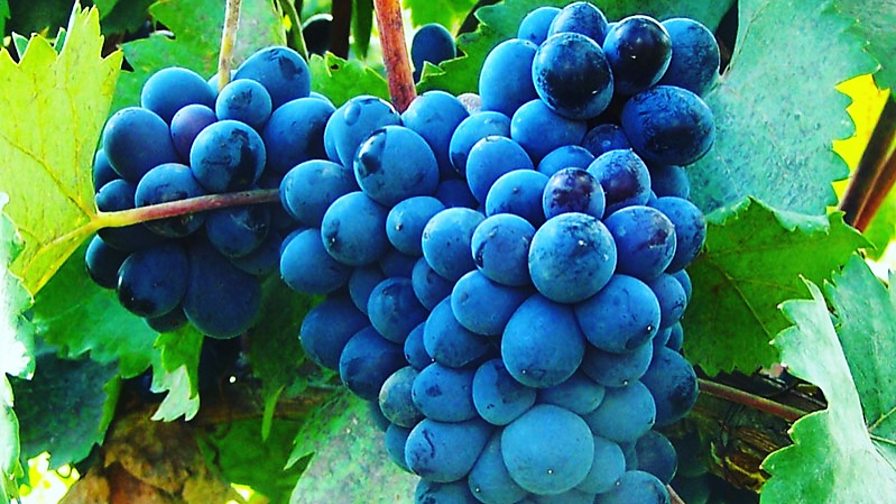 BBC Radio 4 - The Food Programme, The Ark of Taste: The world’s most ...