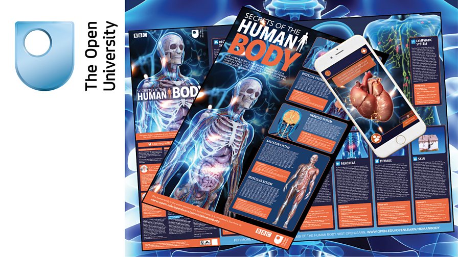 BBC Two - The Human Body: Secrets of Your Life Revealed