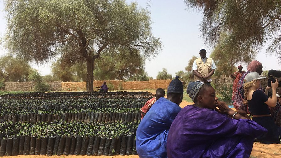 BBC World Service - Discovery, Africa’s Great Green Wall