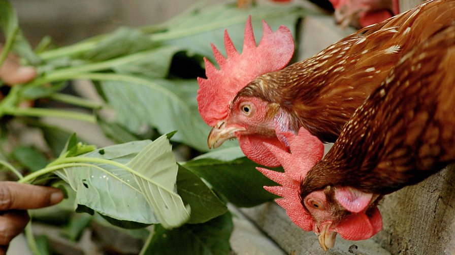 BBC World Service - The Food Chain, A Fly Future?, What does a maggot ...