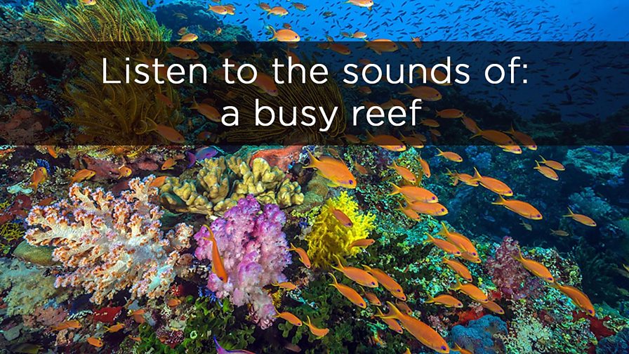 BBC One - Blue Planet II - Creating an underwater soundscape