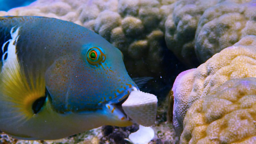 BBC One - Blue Planet II, Series 1, One Ocean