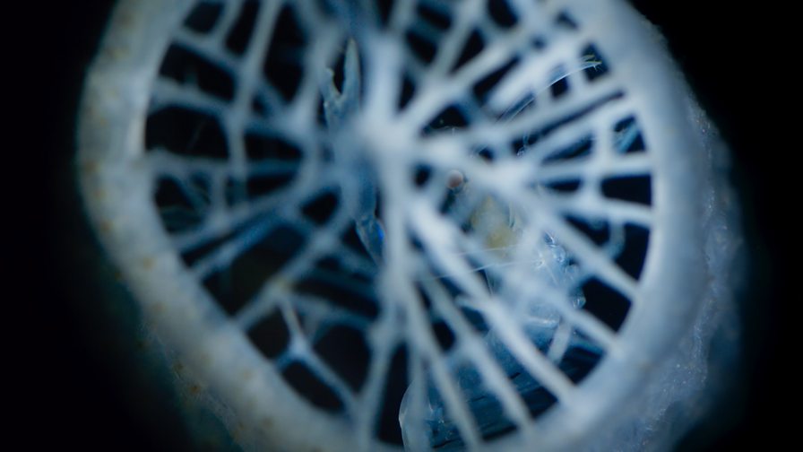 BBC One - Blue Planet II, Series 1, The Deep