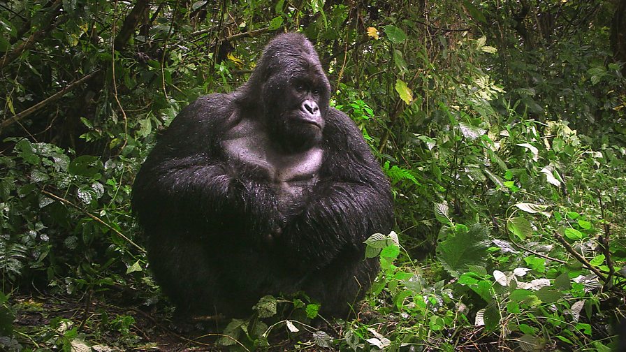 BBC Two - Expedition Volcano, Series 1, Episode 1, Prof Chris Jackson ...