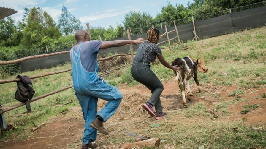 BBC World Service - The Food Chain, How to Make a Farmer, 'Trees are ...