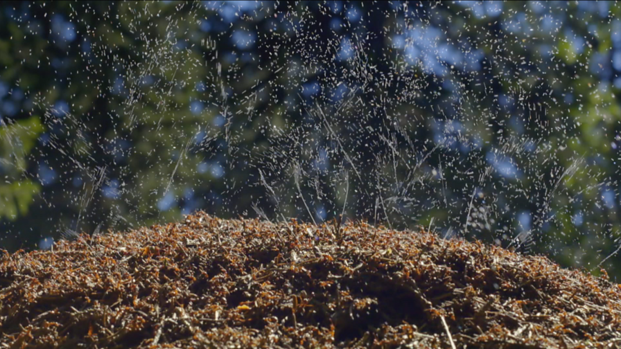 BBC Two - Natural World, 2017-2018, Attenborough and the Empire of the ...