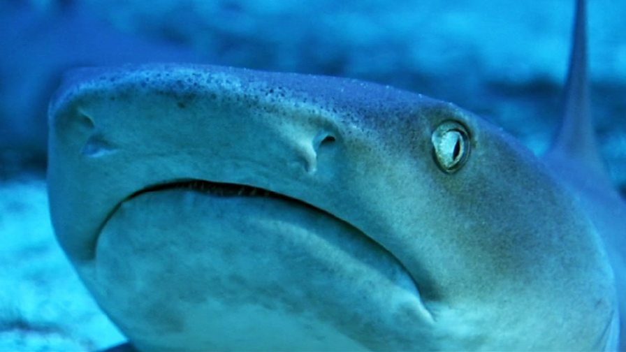 BBC One - The Blue Planet - Episode guide