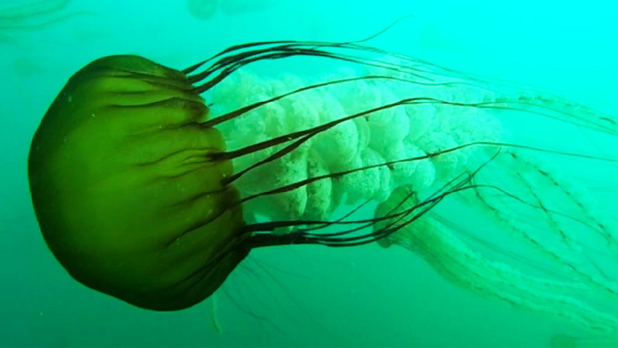 BBC One - The Blue Planet - Episode guide