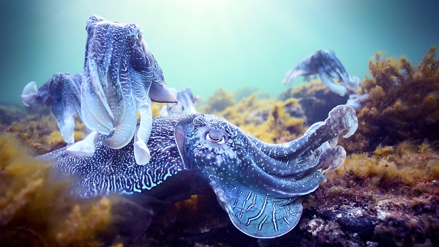 BBC One - Blue Planet II