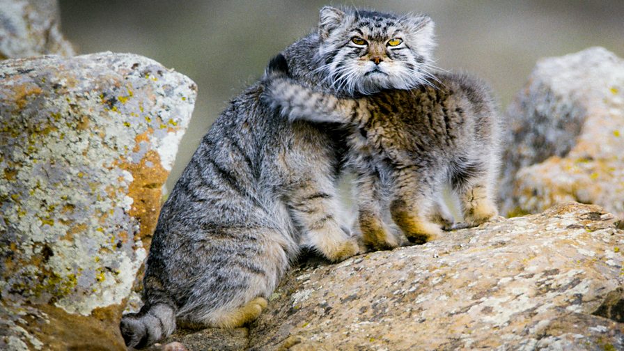 BBC One - Big Cats, Series 1, Episode 2, The deadliest cat on Earth