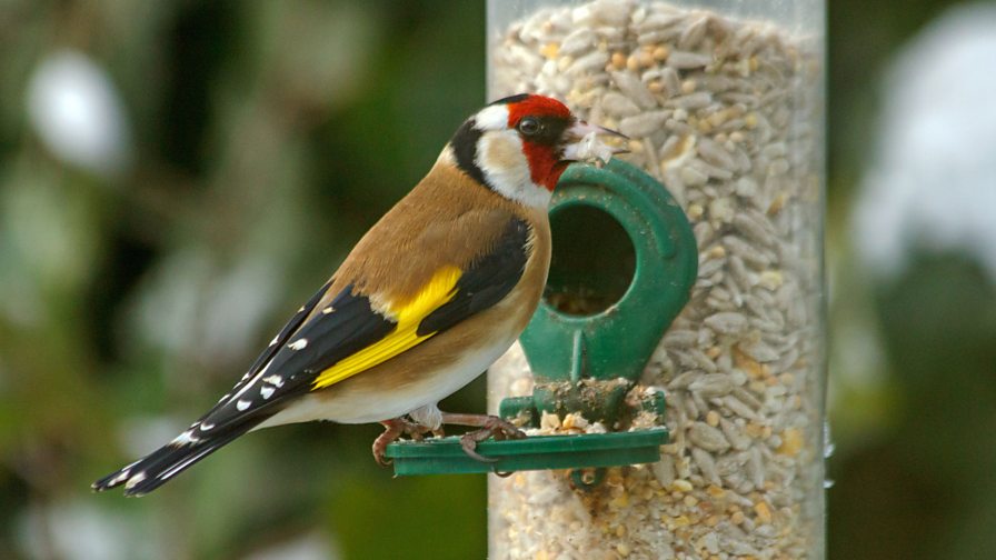 BBC Radio 4 - Radio 4 in Four - The pigeon: Britain’s most ...