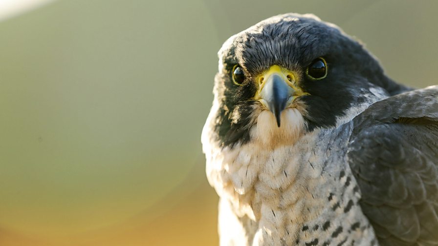 BBC Two - Natural World, 2018-2019, Super Fast Falcon, Super Fast ...